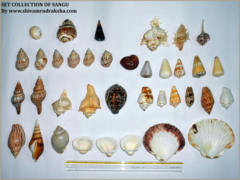 Set of Sangu for Collections, Shivam Rudraksha, Rudraksha Beads ...