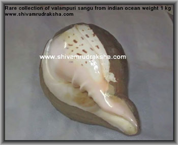 Valampuri Sangu, Edampuri Sangu, Sudharshana Chakra Big, Shiva Sangu ...