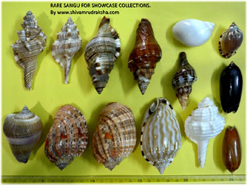 Rare Collection of Sangu, Shivam Rudraksha, Rudraksha Beads, Rudraksha ...