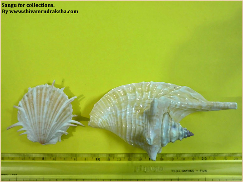 Rare Collection of Sangu, Shivam Rudraksha, Rudraksha Beads, Rudraksha ...