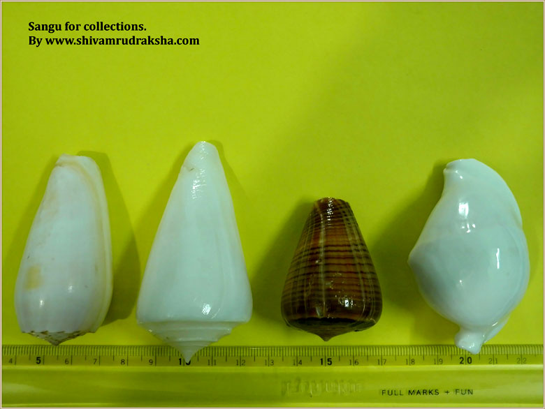 Sangu Collections, Shivam Rudraksha, Rudraksha Beads, Rudraksha Mala ...