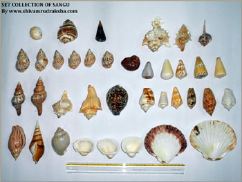 Set of Sangu for Collections, Shivam Rudraksha, Rudraksha Beads ...