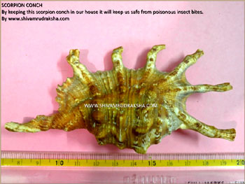 Scorpion Conch, Shivam Rudraksha, Rudraksha Beads, Rudraksha Mala, Nava ...