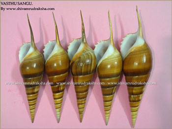 Valampuri Sangu, Edampuri Sangu, Sudharshana Chakra Big, Shiva Sangu ...